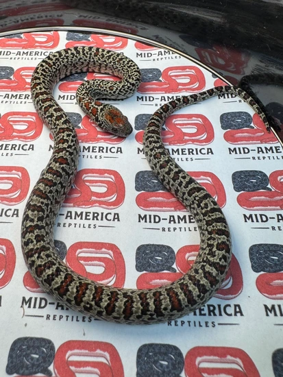 Granite Mex Mex San Luis Potosi Kingsnake by Mid America Reptiles