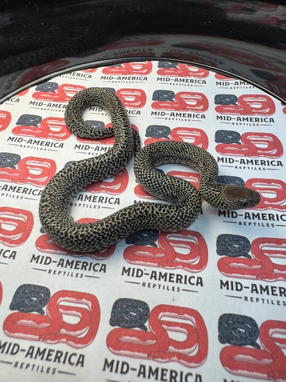 Ultra Granite Mex Mex San Luis Potosi Kingsnake by Mid America Reptiles