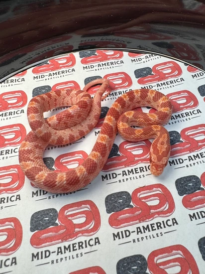 Red Factor Amel Het Palmetto, Anery Corn Snake by Mid America Reptiles