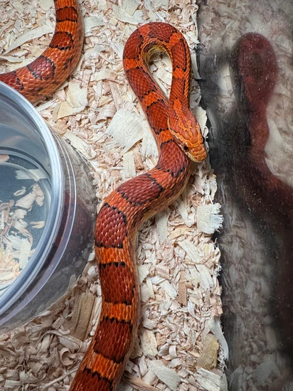 *NO RESERVE* Het Mandarin Corn Snake by Mid America Reptiles