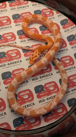 Bloodred Mandarin Corn Snake by Mid America Reptiles