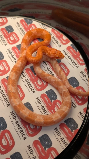 Bloodred Mandarin Corn Snake by Mid America Reptiles