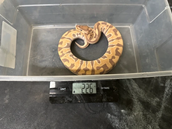 Puzzle Ultramel Ball Python by Texas Midgard Serpents