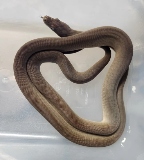 Olive Python by Midgard Serpents