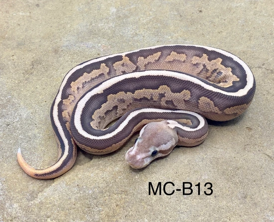 Super Disco Cinnamon Ball Python by Midnight Constrictors