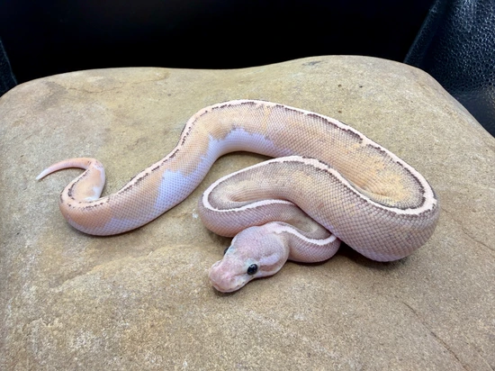 Disco Fire Pewter Ball Python by Midnight Constrictors