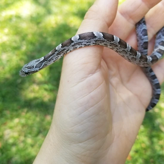 Granite Corn Snake by Midnight Exotics