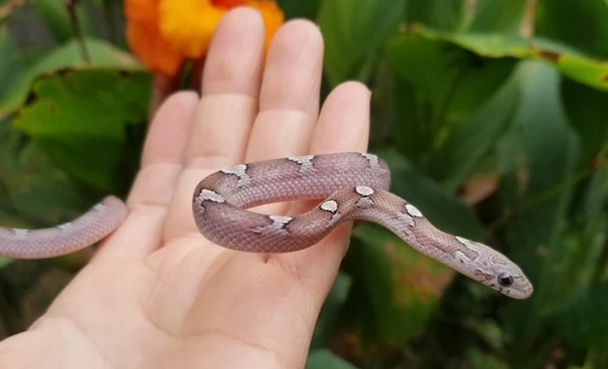 "Stella" Granite Pied Corn Snake by Midnight Exotics