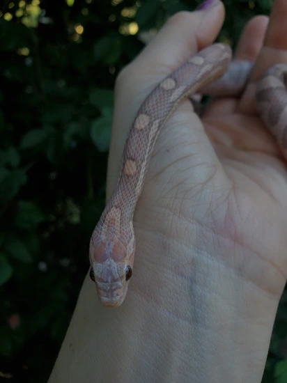 "Starburst" Ultra Ghost Lavender Pos Charcoal & Peach Corn Snake by ...