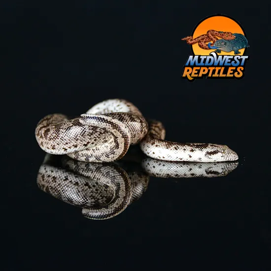 RUS SIAN Sand Boa Het Albino F3 Russian Sand Boa by Midwest Reptiles