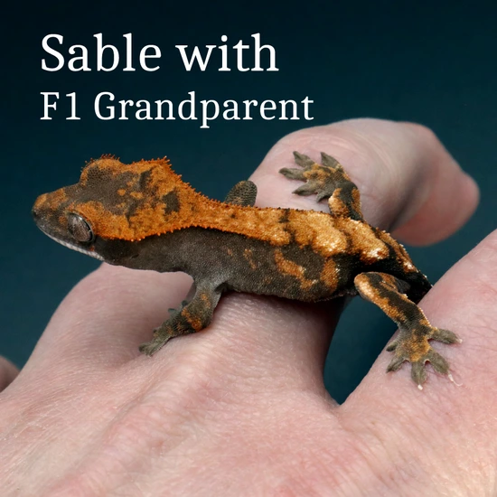 Halloween Sable With F1 Grandparent Crested Gecko by Candie Cresteds & More