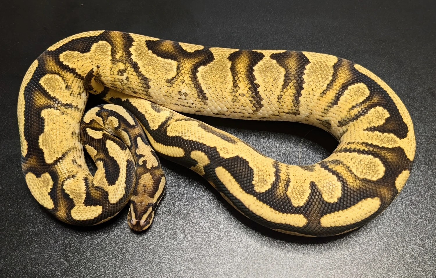 Electric_Pythons's Collection - MorphMarket