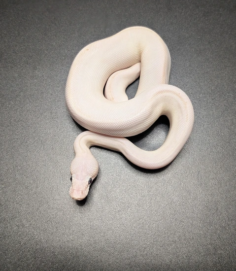 Super Mojave (Blue Eyed Lucy) Ball Python by Electric_Pythons