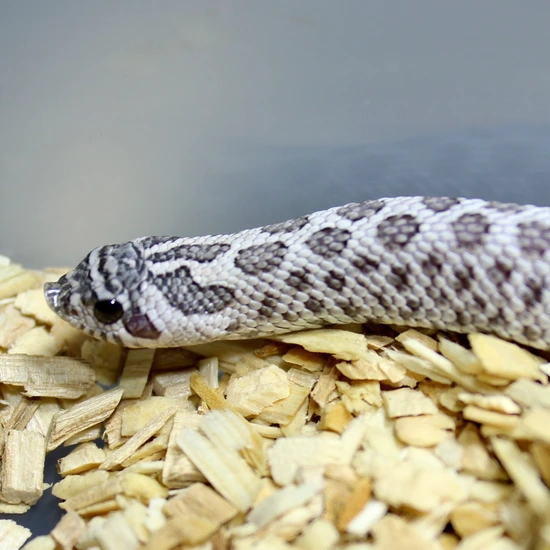 Moonstone (Superarctic Lavender) Western Hognose by Reptili Ha