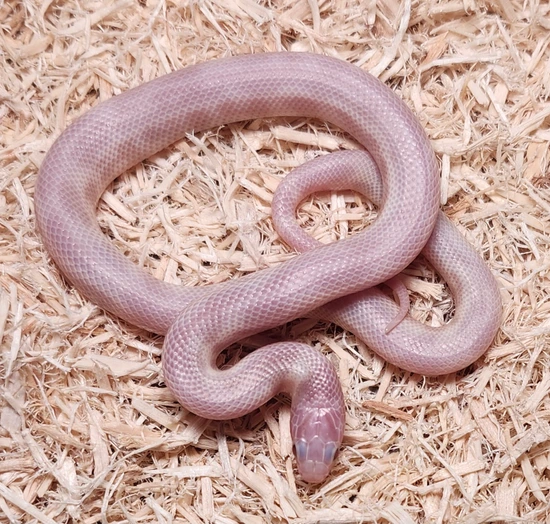 PINK PEARL Ph Hypo Hyper California Kingsnake by Fedzen Reptiles
