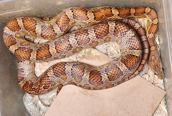 Het Scaleless Corn Snake by Fedzen Reptiles