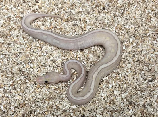 Acid Banana Soul Sucker Ball Python by Mountain State Feeder Breeders