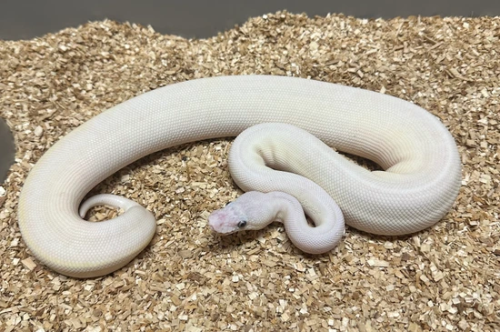 Super Mojave BEL Ball Python by Mountain State Feeder Breeders