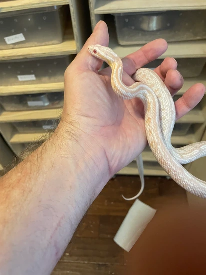 Snow Tessera 2 Feet Long Corn Snake by Bougie Herps