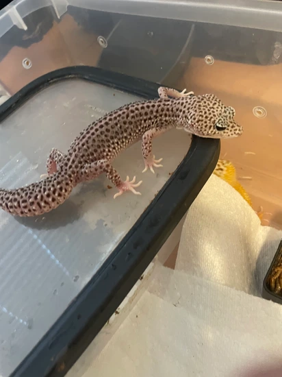 Super Snow Leopard Gecko by Bougie Herps