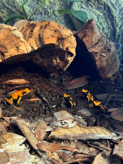 Dart Frog Colony Other Dart Frog by MIRZOO