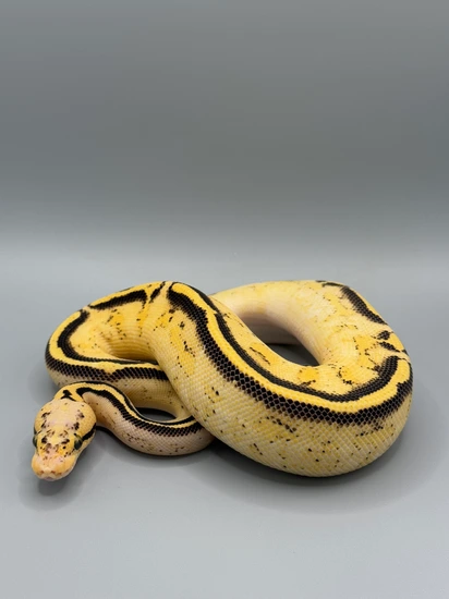 Super Pastel Freeway Ball Python by MIRZOO