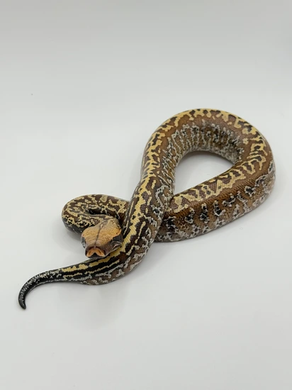 Batik Het T Positive Blood Python by MIRZOO