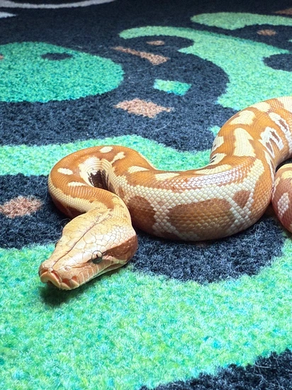 Normal Het T+ Blood Python by MIRZOO