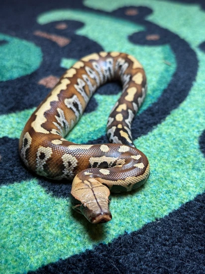 Normal Blood Python by MIRZOO