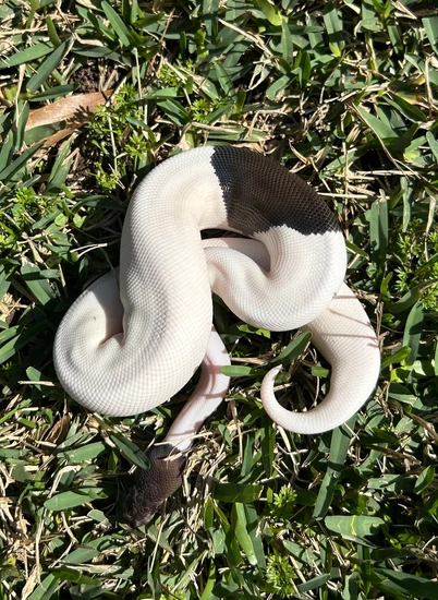 Panda Pied Het Candy OR Albino Ball Python by S&M Serpents