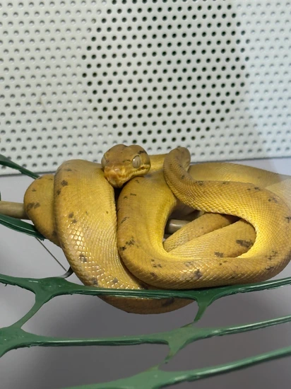 Reduced Patterned Yellow Amazon Tree Boa by SlinkySkinks