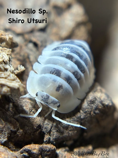 20ct Shiro Utsuri Isopod by Mikes Bug Box