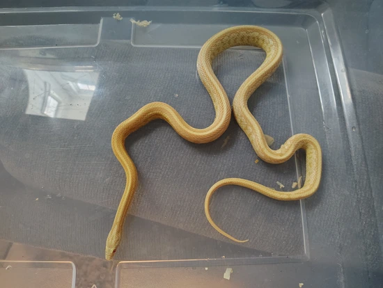 Butter Tessera Sub Adult Male Corn Snake by Mikes Dragons