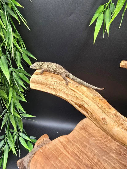 Female Eurydactylodes Agricolae Chameleon Gecko by Mike Seifert Geckos