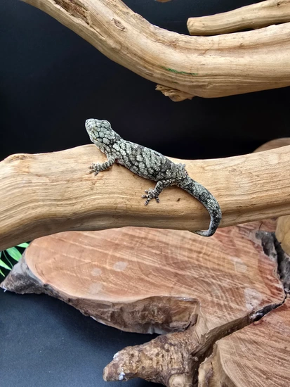 Female Eurydactylodes Vieillardi Chameleon Gecko by Mike Seifert Geckos