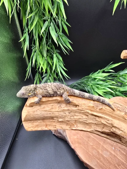 Eurydactylodes Agricolae Chameleon Gecko by Mike Seifert Geckos