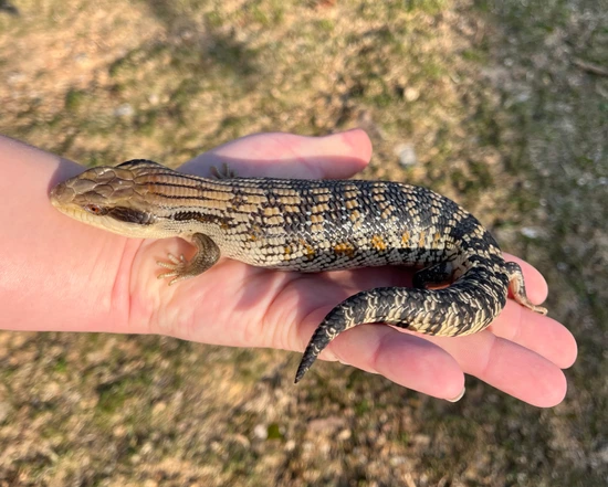 Victorian Eastern Blue Tongue Skink Eastern Blue-Tongued Skink by Mike ...