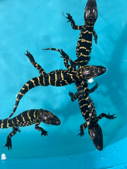 American Alligator 2024 by PetsAndGo