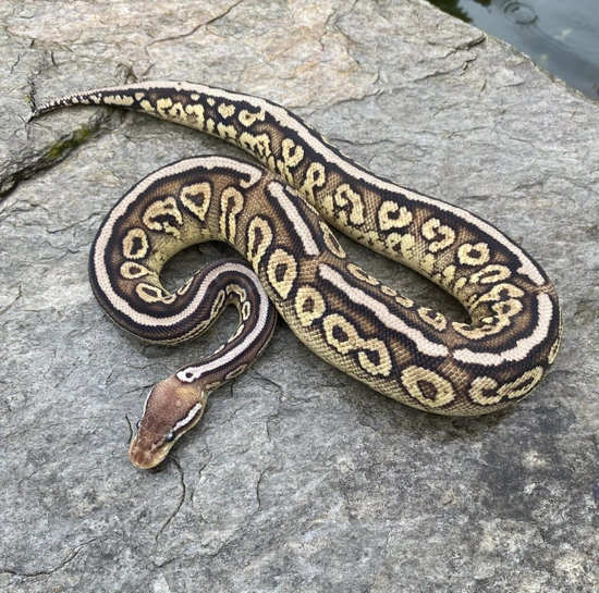 Pewter Spotnose Yb Pos Het Hypo Ball Python by Mikevee Reptiles