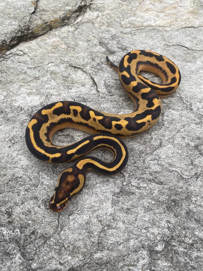 Leopard Enchi Freeway Ball Python by Mikevee Reptiles