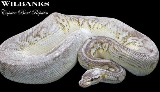Sterling Fire Proven Breeder Ball Python by Wilbanks Captive Bred Reptiles