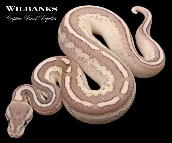Nuclear Cinnamon Ball Python by Wilbanks Captive Bred Reptiles