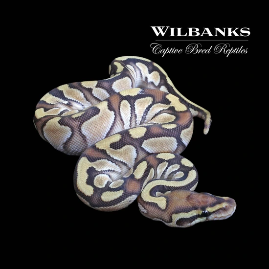 Orange Dream Butter Ball Python by Wilbanks Captive Bred Reptiles