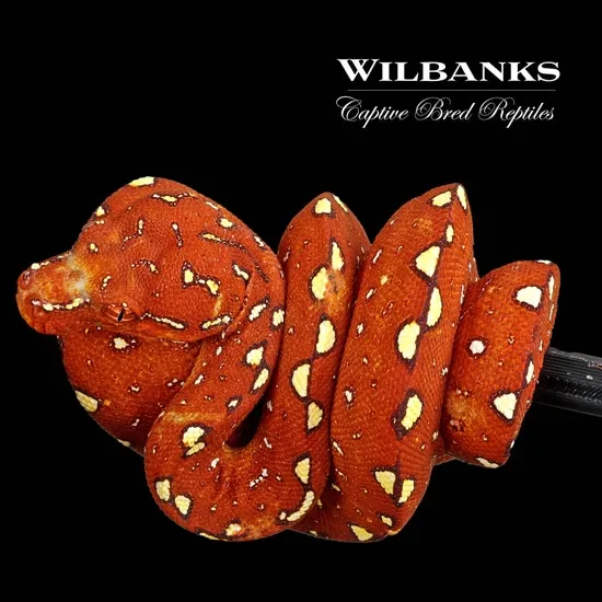 Biak Green Tree Python by Wilbanks Captive Bred Reptiles