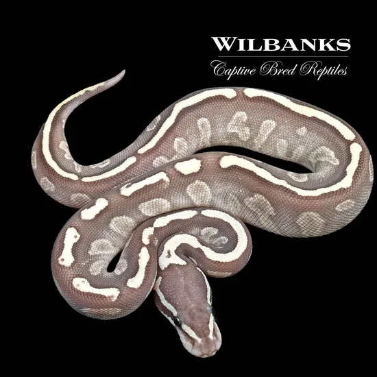 Nuclear GHI Ball Python by Wilbanks Captive Bred Reptiles