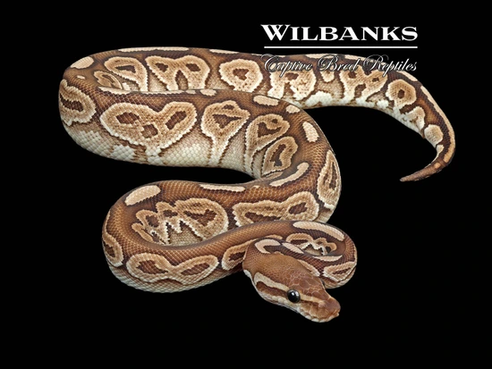 Cinnamon Special Ball Python by Wilbanks Captive Bred Reptiles