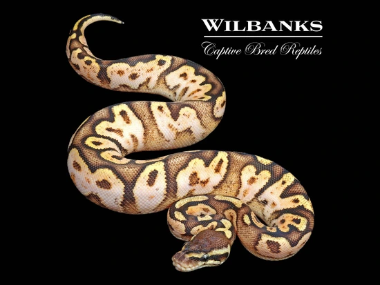 FireFly Sugar Ball Python by Wilbanks Captive Bred Reptiles
