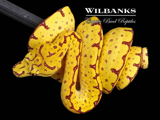 USCBB Jayapura Green Tree Python by Wilbanks Captive Bred Reptiles