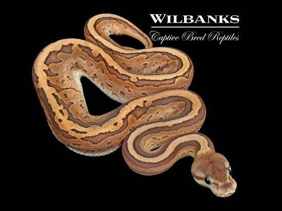 Fire Cinnamon Pinstripe Ball Python by Wilbanks Captive Bred Reptiles
