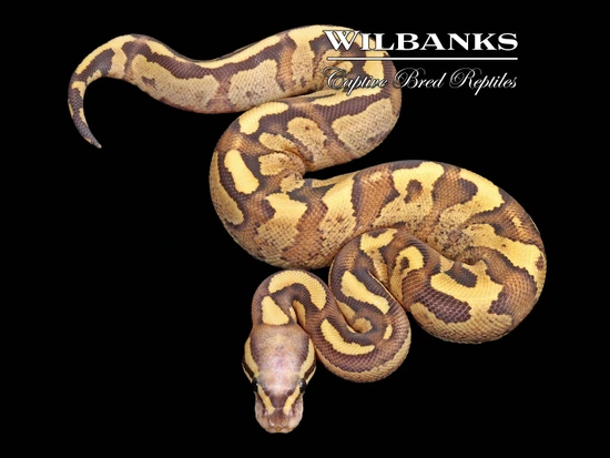 Vanilla Cream Ball Python by Wilbanks Captive Bred Reptiles